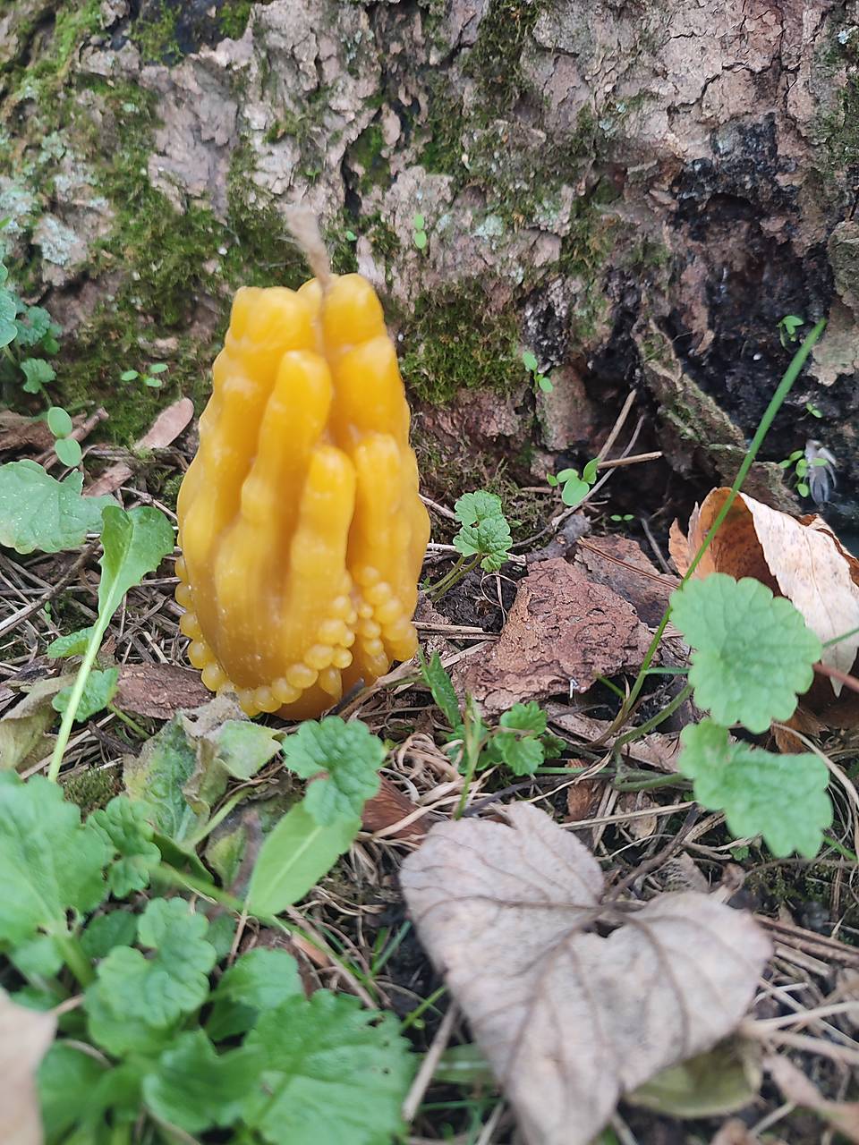 Medová sviečka modliace sa ruky / VYNIMOCNE - SAShE.sk