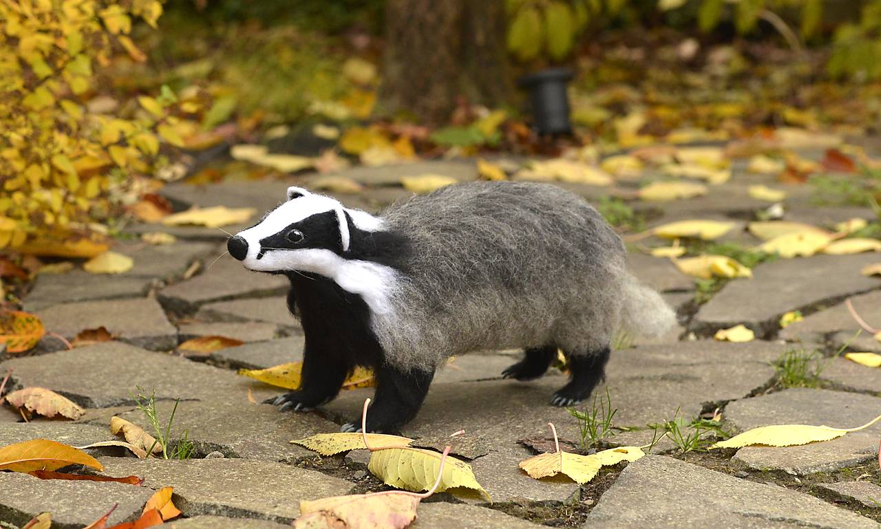 Jazvec lesný / BrumBrum - SAShE.sk