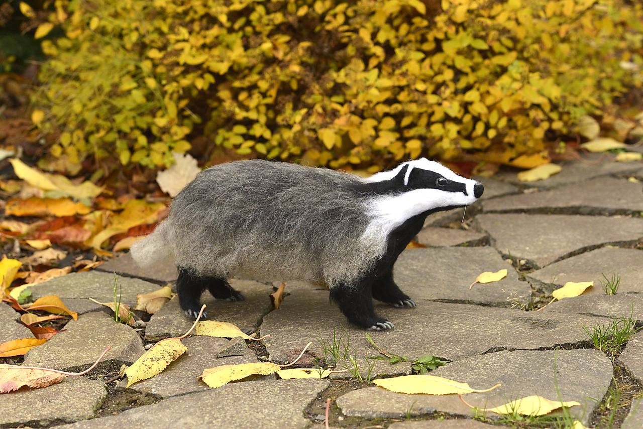Jazvec lesný / BrumBrum - SAShE.sk