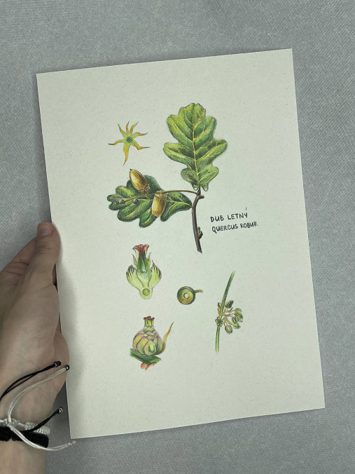 Stromy - Dub_letný (originál) / MelindaZ_art - SAShE.sk