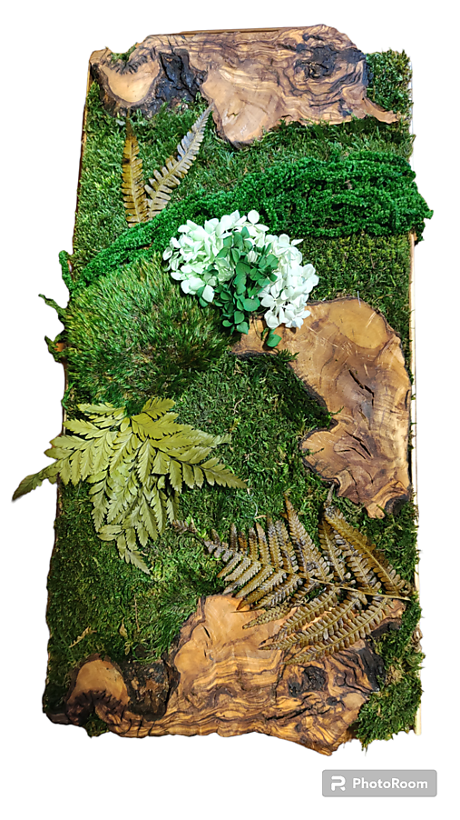 Machovy obraz s olivovým drevom 53x25,5cm (dxv) / machmoss - SAShE.sk