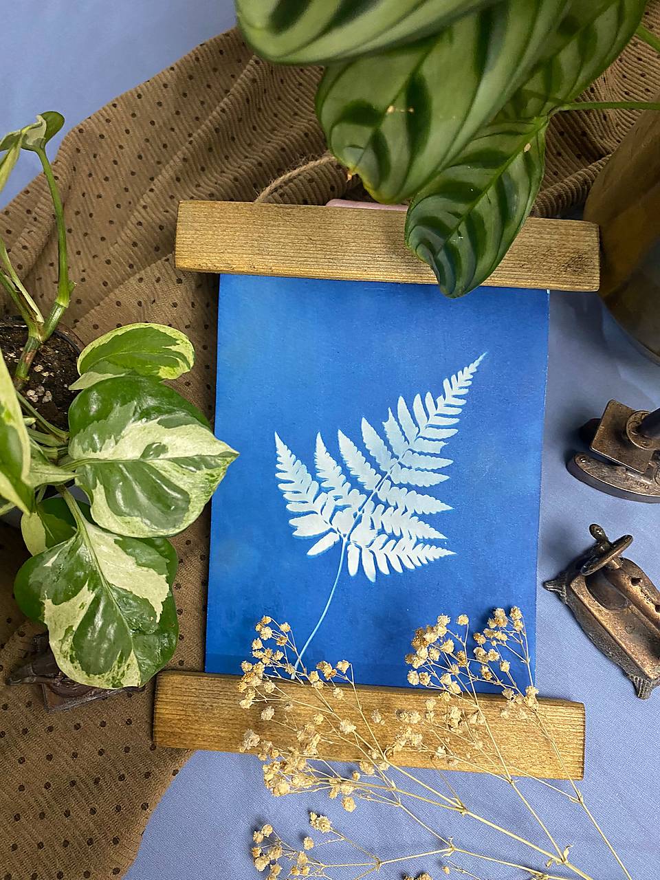 Papraď - Botanický obrázok / Adu_s - SAShE.sk