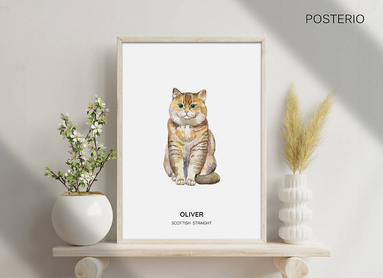 Škótska mačka - personalizovaný plagát mačky / POSTERIO - SAShE.sk