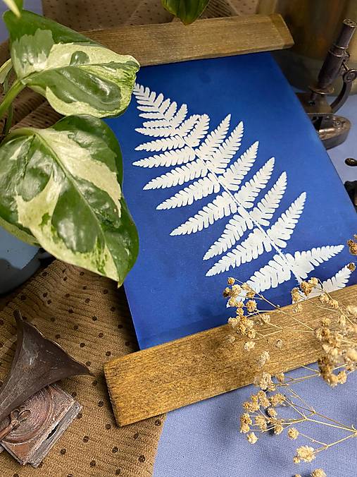 Papraď - Botanický obrázok / Adu_s - SAShE.sk