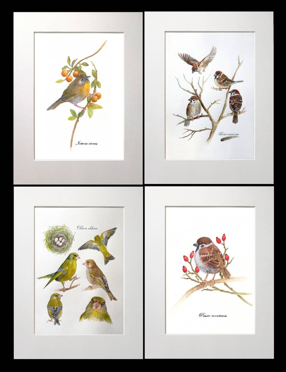 Obraz Vrabec (Passer), print A4 / miu - SAShE.sk