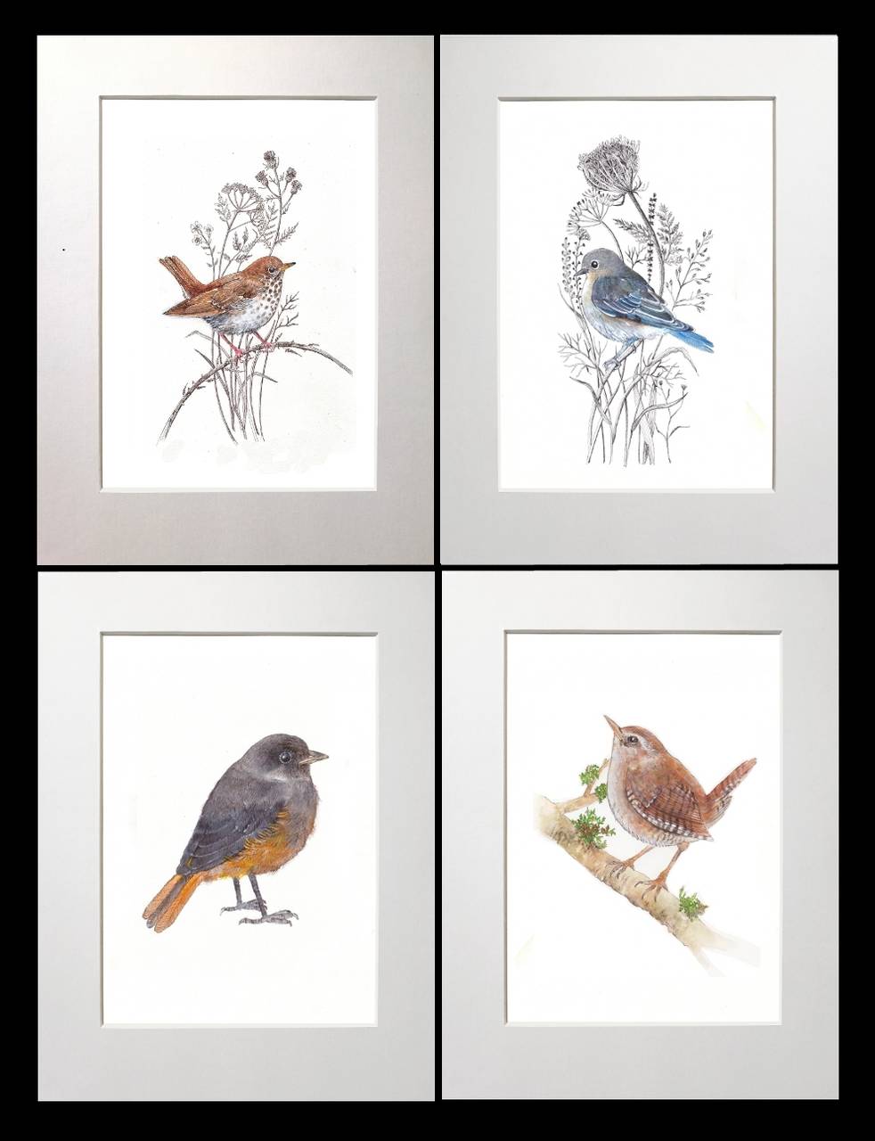 Obraz Vrabec (Passer), print A4 / miu - SAShE.sk