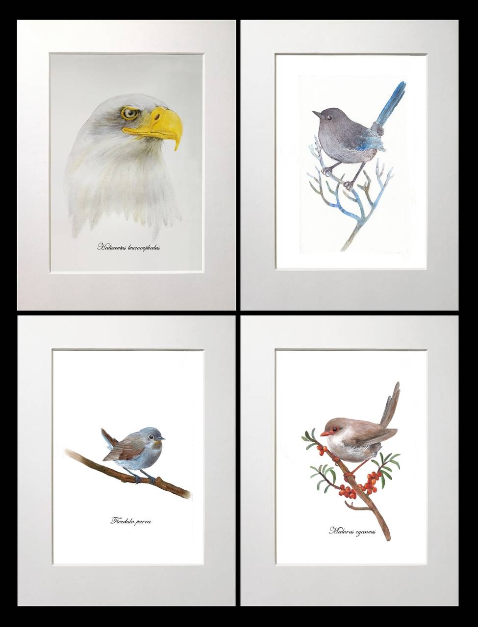 Obraz Vrabce (Passer), print A4 / miu - SAShE.sk