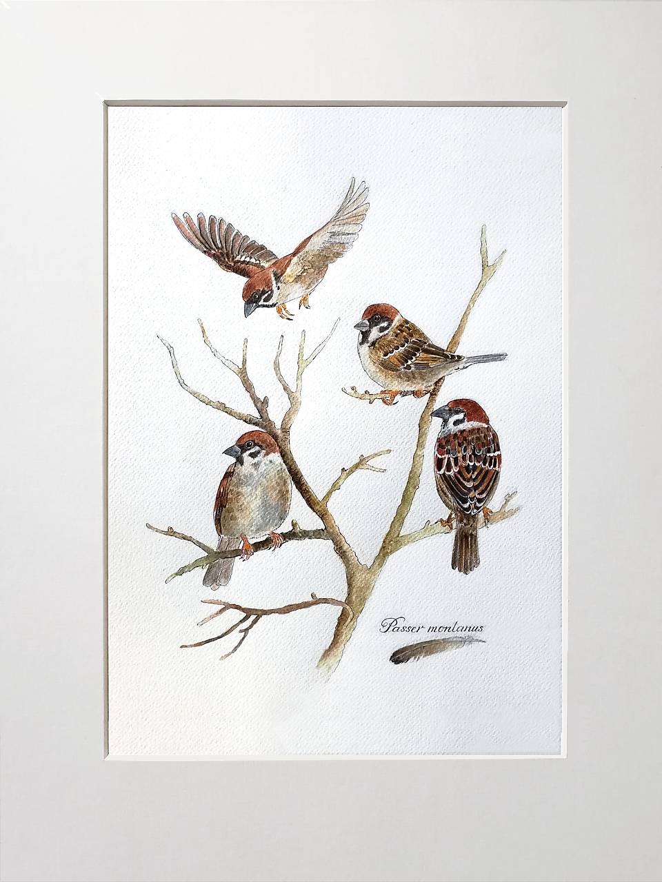 Obraz Vrabce (Passer), print A4 / miu - SAShE.sk