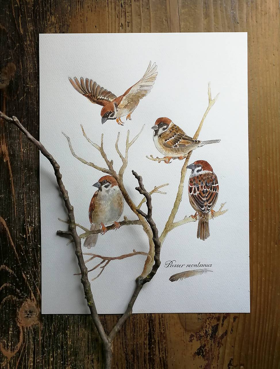 Obraz Vrabce (Passer), print A4 / miu - SAShE.sk